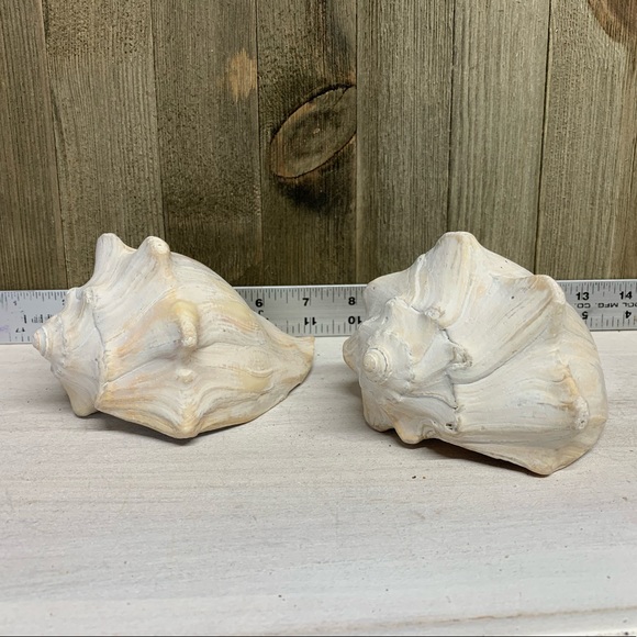 Accents | 2 Obx Whelk Seashells From The Outer Banks | Poshmark